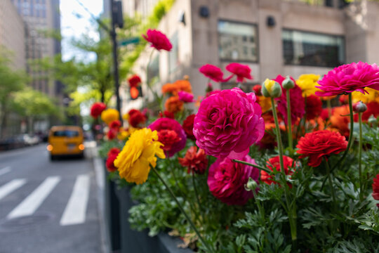 Spring Flowers In New York State | Best Flower Site