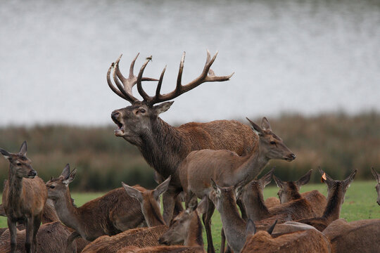 Biches Images – Browse 5,570 Stock Photos, Vectors, and Video | Adobe Stock