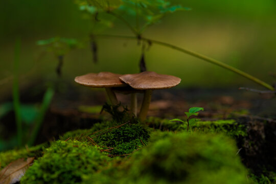 Amorphea Bilder – Durchsuchen 93 Archivfotos, Vektorgrafiken und Videos ...