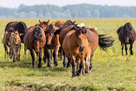 Posavina Images – Browse 73 Stock Photos, Vectors, and Video | Adobe Stock