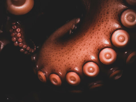 รูปภาพEpidermide – เลือกดูภาพถ่ายสต็อก เวกเตอร์ และวิดีโอ5,347 | Adobe ...