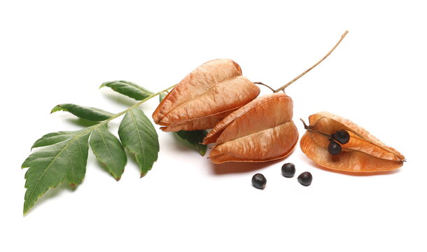 Golden Chain Tree Fruit