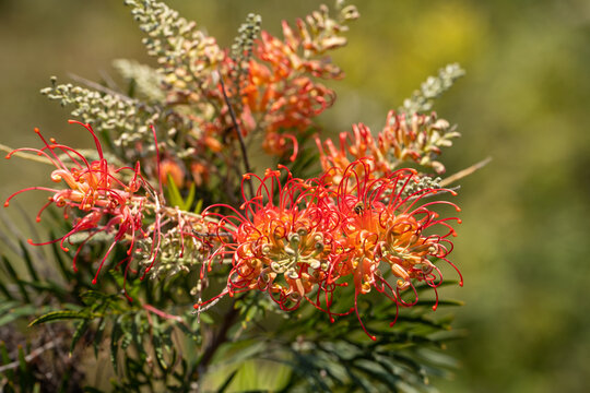 "Australian Native Plants" Images – Browse 10,971 Stock Photos, Vectors ...