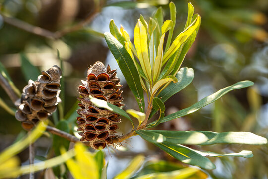"Australian Native Plants" Images – Browse 3,303 Stock Photos, Vectors ...