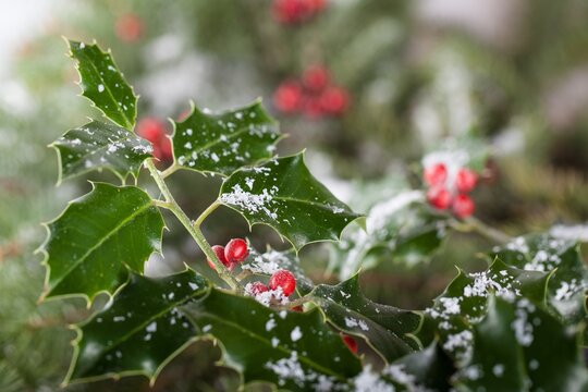 "Holly Sprig" Images – Browse 75 Stock Photos, Vectors, and Video ...