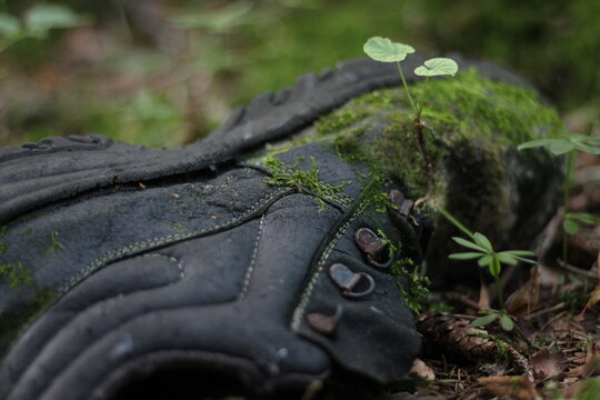 รูปภาพVerwesung – เลือกดูภาพถ่ายสต็อก เวกเตอร์ และวิดีโอ735 | Adobe Stock