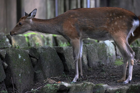 「Artiodactyles」の画像 - 30,991 件の Stock 写真、ベクターおよびビデオ | Adobe Stock