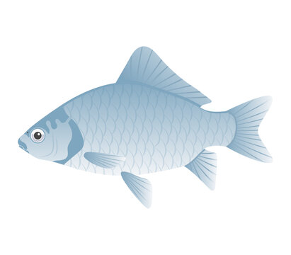 Cyprinids bilder – Bläddra bland 5,420 stockfoton, vektorer och videor ...