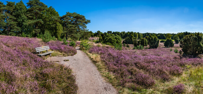 รูปภาพ"Heide – เลือกดูภาพถ่ายสต็อก เวกเตอร์ และวิดีโอ47,220 | Adobe Stock