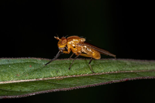 Lauxaniidae bilder – Bläddra bland 125 stockfoton, vektorer och videor ...