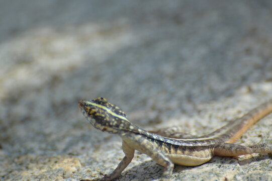Serpenter Images – Parcourir 8,605 le catalogue de photos, vecteurs et ...