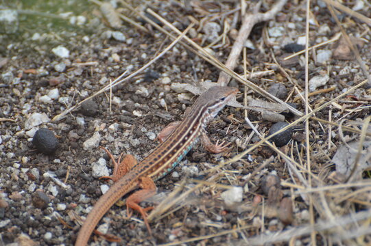 Serpenter Images – Parcourir 8,698 le catalogue de photos, vecteurs et ...