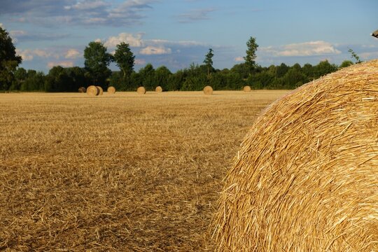 รูปภาพStroh – เลือกดูภาพถ่ายสต็อก เวกเตอร์ และวิดีโอ33,548 | Adobe Stock