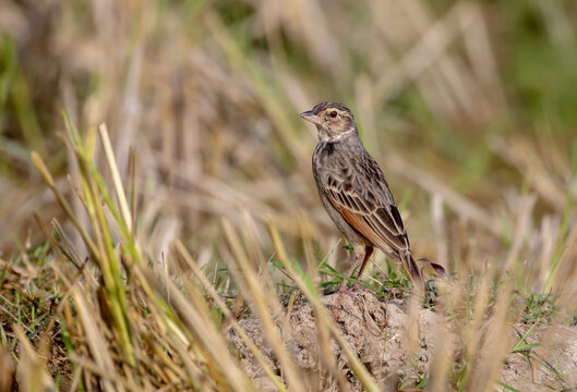 "Bush Lark"-Bilder: Stock-Fotos & -Videos. | Adobe Stock