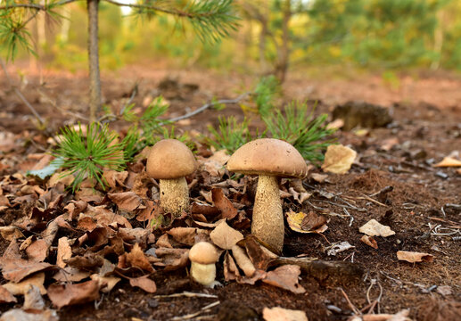 Wald-Champignon Bilder – Durchsuchen 2,964 Archivfotos, Vektorgrafiken ...