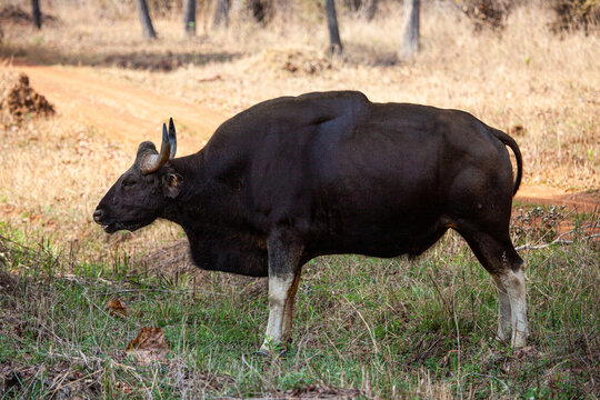 「Gaur」の画像 - 1,496 件の Stock 写真、ベクターおよびビデオ | Adobe Stock