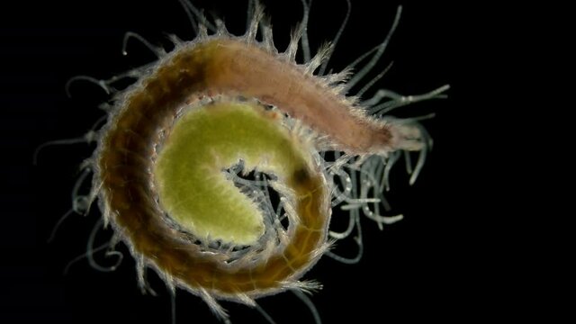 รูปภาพGonads – เลือกดูภาพถ่ายสต็อก เวกเตอร์ และวิดีโอ5,993 | Adobe Stock