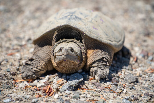 รูปภาพChelydridae – เลือกดูภาพถ่ายสต็อก เวกเตอร์ และวิดีโอ1,709 | Adobe ...