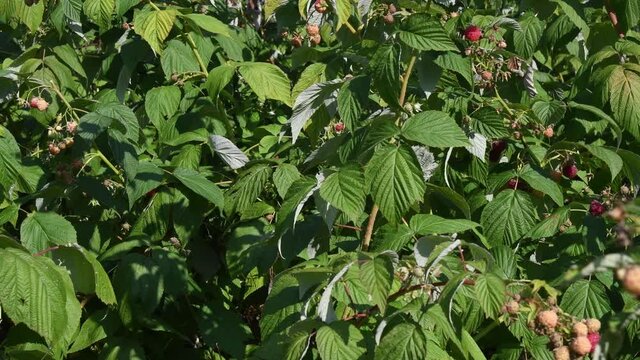 "Raspberry Branch" Images – Browse 296 Stock Photos, Vectors, and Video ...