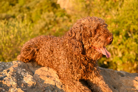 Perrro Images – Browse 42 Stock Photos, Vectors, and Video | Adobe Stock