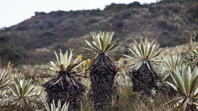 Frailejones Images – Browse 1,941 Stock Photos, Vectors, and Video ...