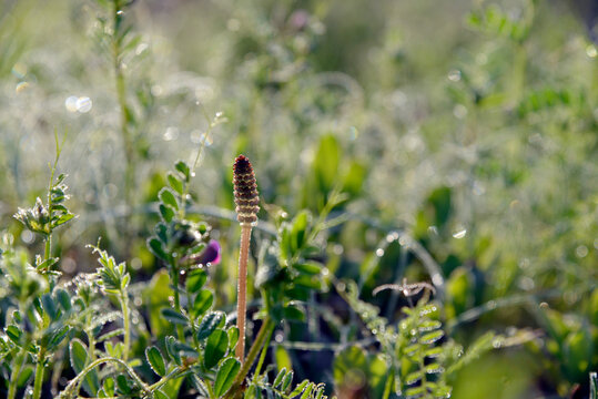 รูปภาพArthrophyta – เลือกดูภาพถ่ายสต็อก เวกเตอร์ และวิดีโอ454 | Adobe Stock