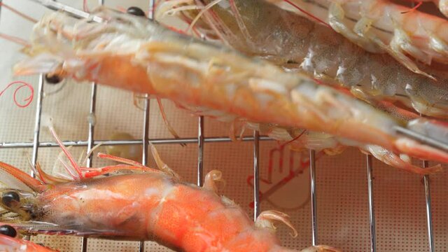 "Live Shrimp"-Bilder: Stock-Fotos & -Videos. | Adobe Stock