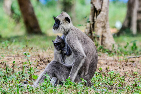 Cercopithecidae Images – Browse 5,790 Stock Photos, Vectors, and Video ...