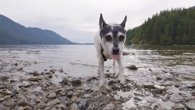 "Toy Fox Terrier" Images – Browse 548 Stock Photos, Vectors, and Video ...