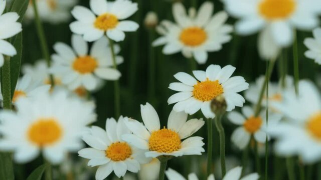 Anthemis Bilder – Durchsuchen 1,607 Archivfotos, Vektorgrafiken und ...