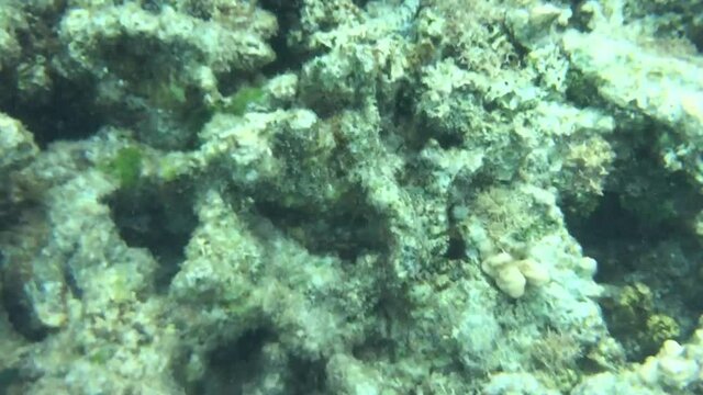 Saipan Images – Browse 2,108 Stock Photos, Vectors, and Video | Adobe Stock