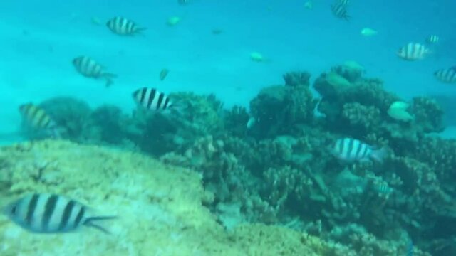 Saipan Images – Browse 2,108 Stock Photos, Vectors, and Video | Adobe Stock