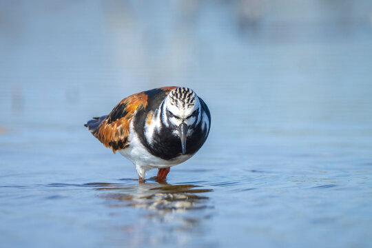 「Dissimulation」の画像 - 591 件の Stock 写真、ベクターおよびビデオ | Adobe Stock