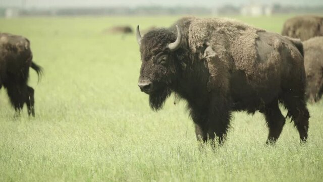 Graminivorous bilder – Bläddra bland 524 stockfoton, vektorer och ...