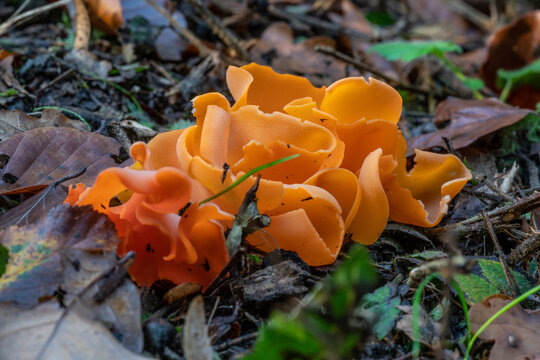 รูปภาพCarpophore – เลือกดูภาพถ่ายสต็อก เวกเตอร์ และวิดีโอ441 | Adobe Stock