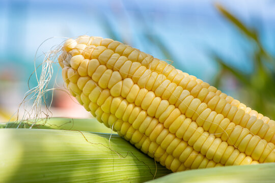 DIE 3,261 BESTEN BILDER, STOCK-FOTOS UND -VEKTORGRAFIKEN ZU „Zea ...