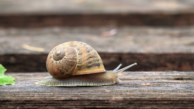 Gasteropode-Bilder: Stock-Fotos & -Videos. | Adobe Stock