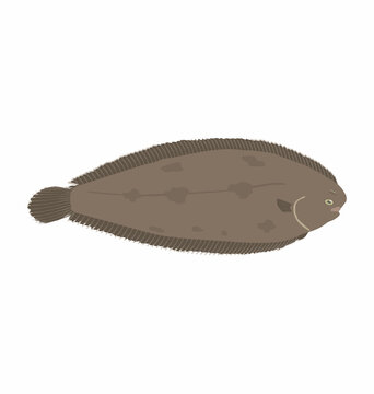 Soleidae Bilder – Durchsuchen 418 Archivfotos, Vektorgrafiken und ...