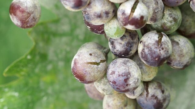 「Uncinula」の写真素材 | 168件の無料イラスト画像 | Adobe Stock