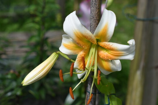 Liliales 이미지 – 찾아보기 2,204 스톡 사진, 벡터 및 비디오 | Adobe Stock