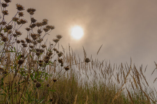 Distelarten-Bilder: Stock-Fotos & -Videos. | Adobe Stock