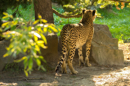 Leopart Billeder – Gennemse 141 stockfotos, vektorer og videoer | Adobe ...