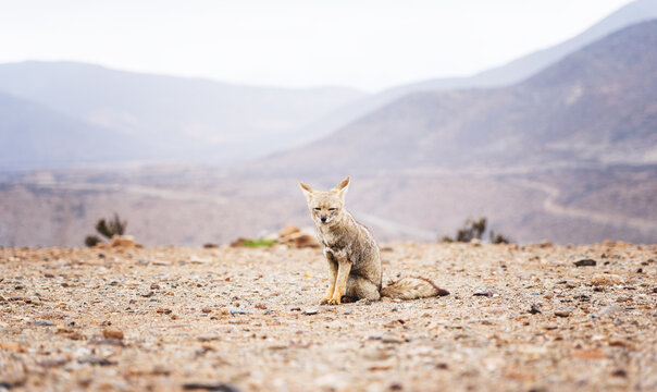 Leisefuchs Bilder – Durchsuchen 470 Archivfotos, Vektorgrafiken und ...