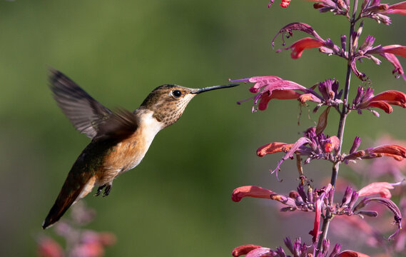 Pollination Hummingbird Images – Browse 5,746 Stock Photos, Vectors ...