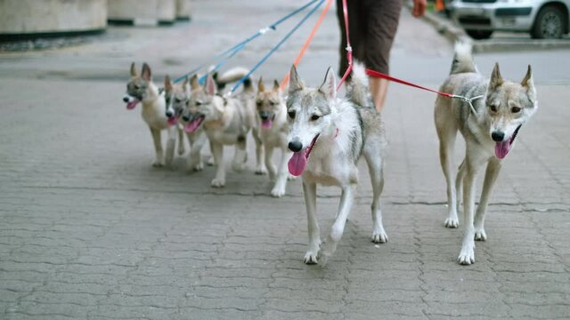 "Pack Dog" Images – Browse 202 Stock Photos, Vectors, and Video | Adobe ...