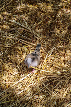 Taubenbabys Bilder – Durchsuchen 10,329 Archivfotos, Vektorgrafiken und ...