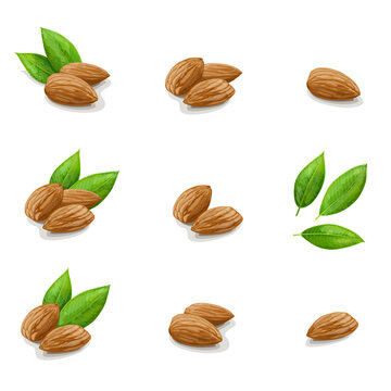 Almond Leaf Vector