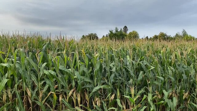 「Monocropping」の画像 - 360 件の Stock 写真、ベクターおよびビデオ | Adobe Stock