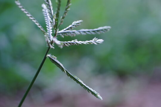 「Grash」の写真素材 | 87件の無料イラスト画像 | Adobe Stock