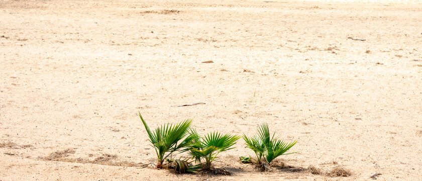 Imágenes de Cachucha: descubre bancos de fotos, ilustraciones, vectores ...